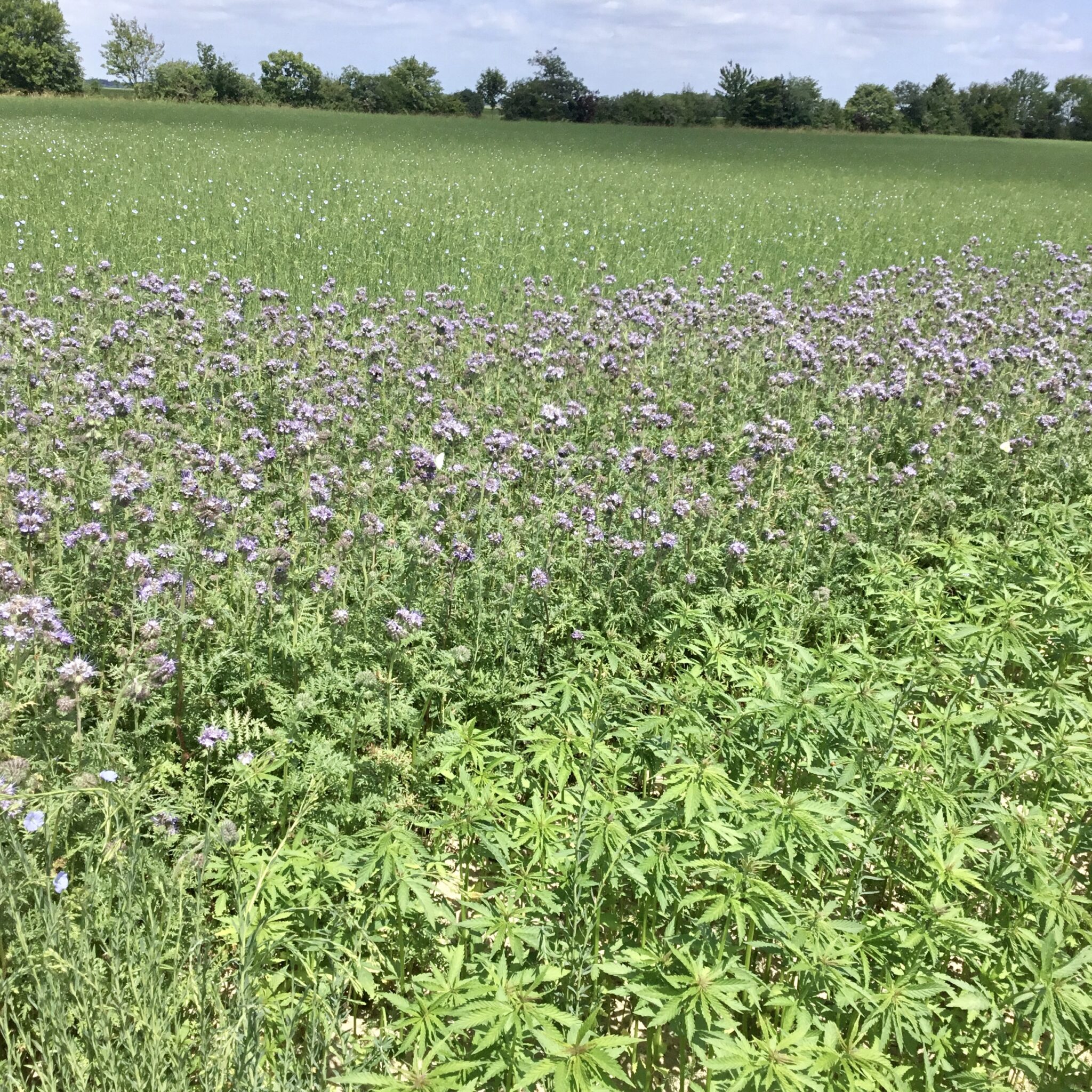 Dans les champs de lin bio et de chanvre bio, en Normandie – Catherine ...